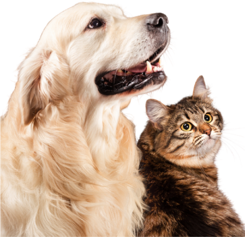 Best Veterinary Hospital In Springfield, OR 97477 | Cascade Animal Clinic