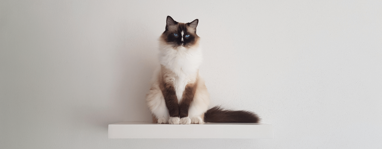 New Client Form | Cascade Animal Clinic