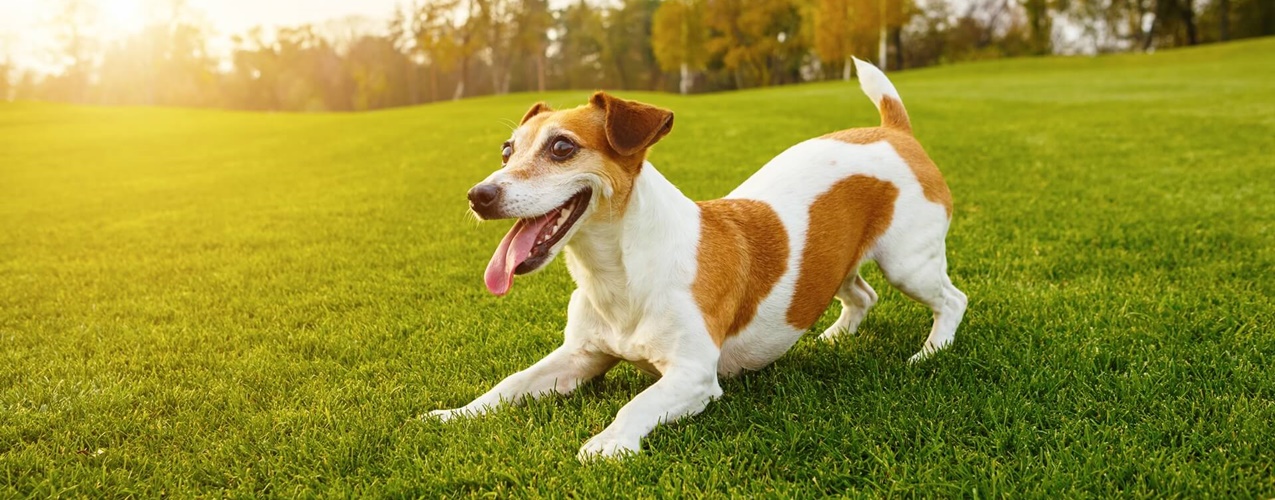 Appointment Success | Cascade Animal Clinic